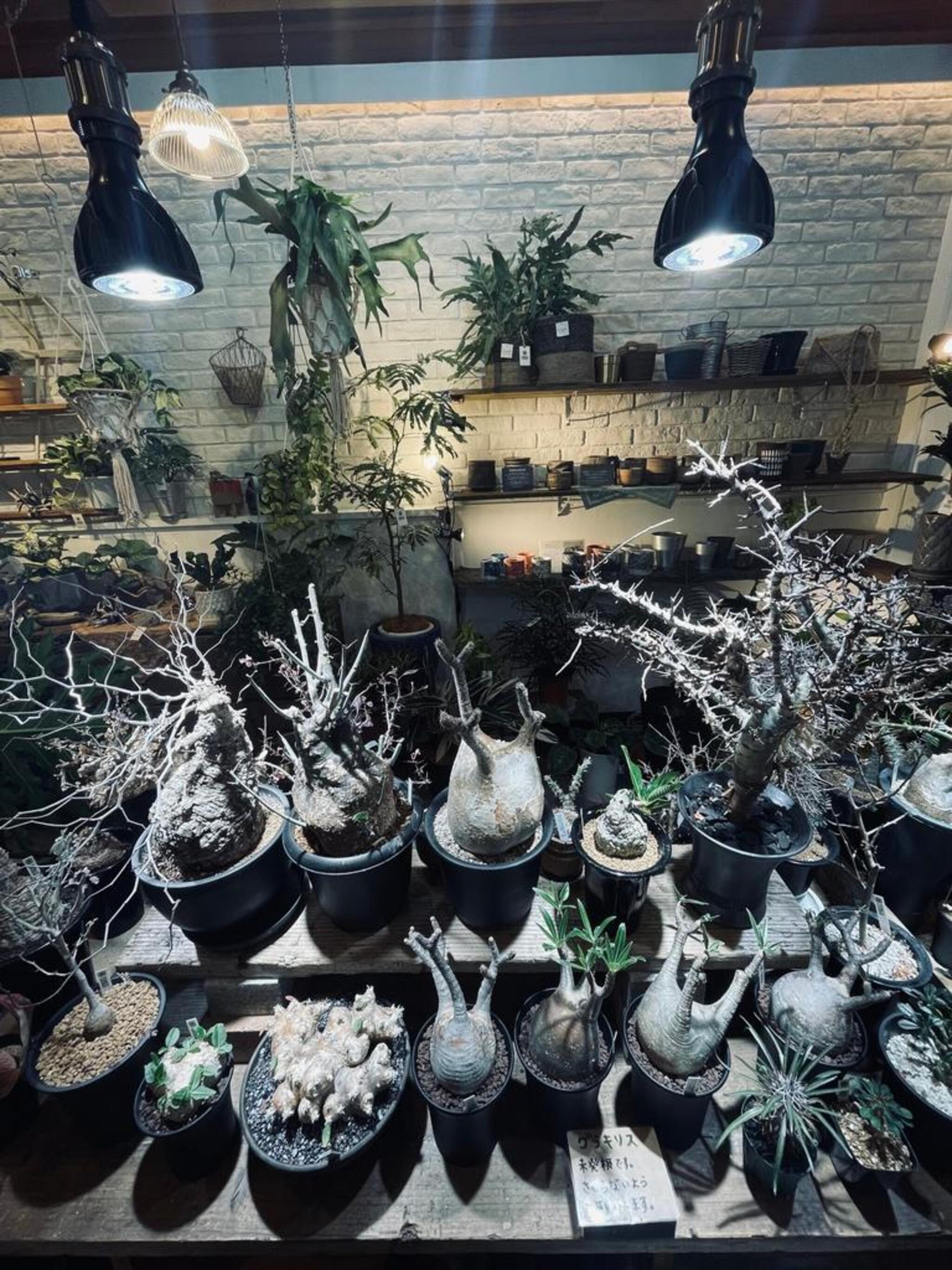 Rimo’s green - 鎌倉市津西/ | Yahoo!マップ