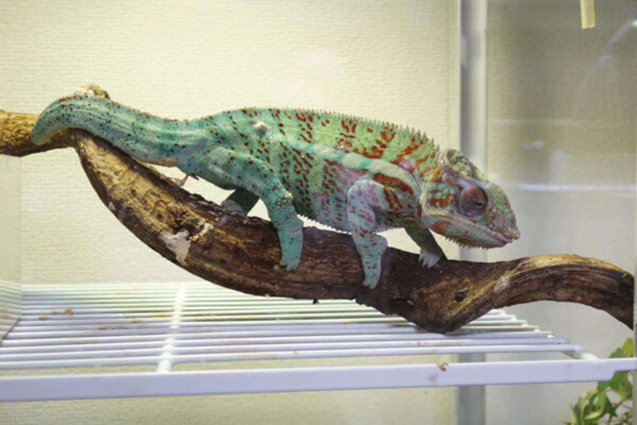 MKファーム - 知多郡武豊町字壱町田/ペット関連【ネット予約OK】 | Yahoo!マップ