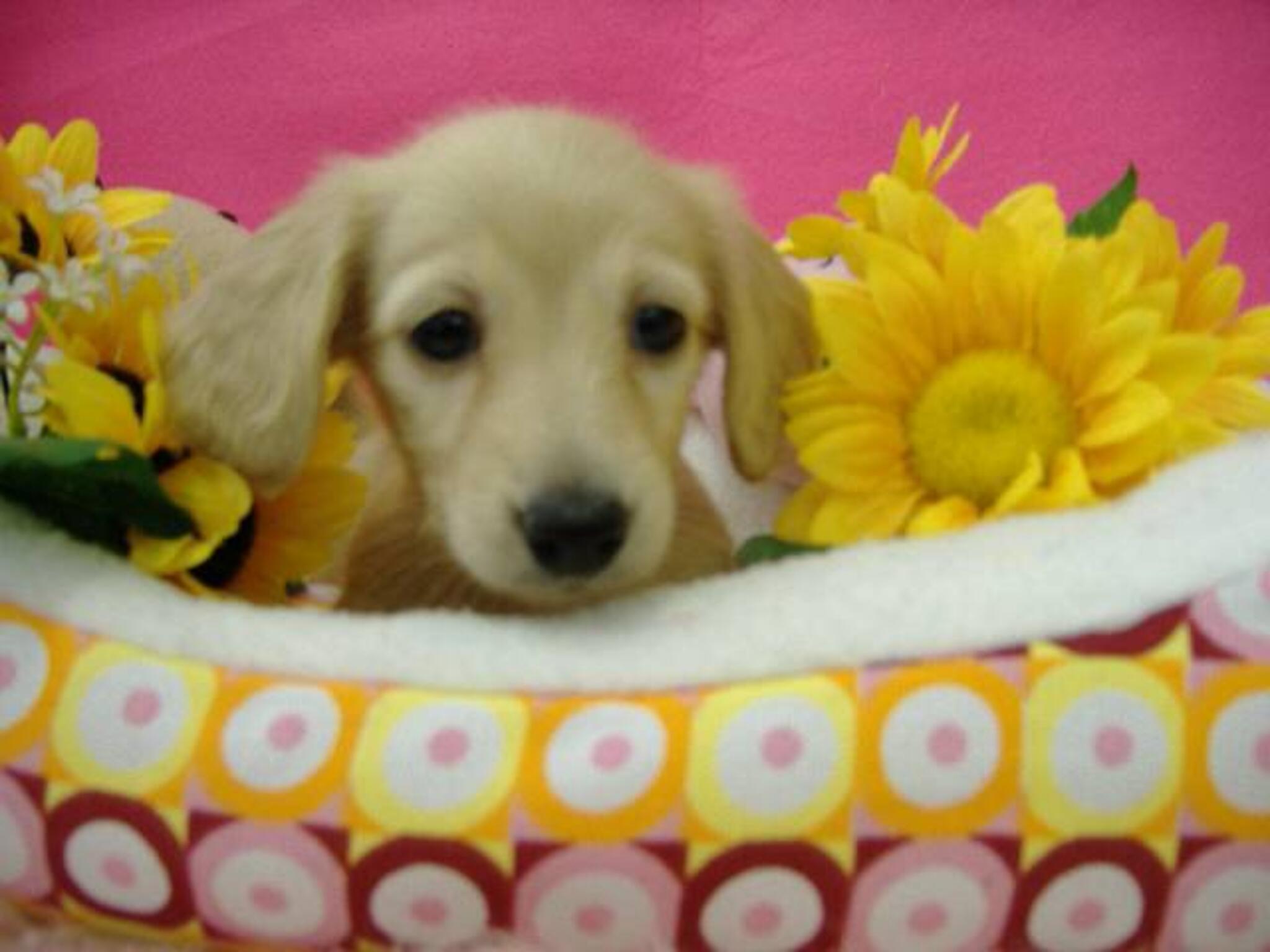 COO&RIKU 八王子西店 - 八王子市西寺方町/ペットショップ | Yahoo!マップ