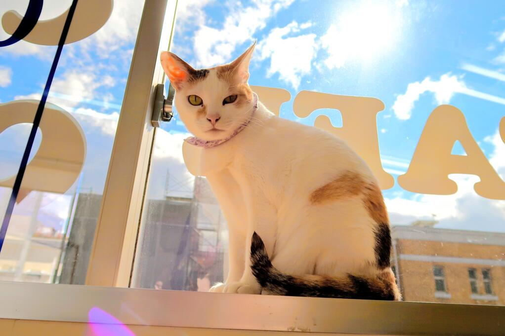 猫カフェギャラリーCat's EYE - 京都市上京区信富町/猫カフェ | Yahoo!マップ