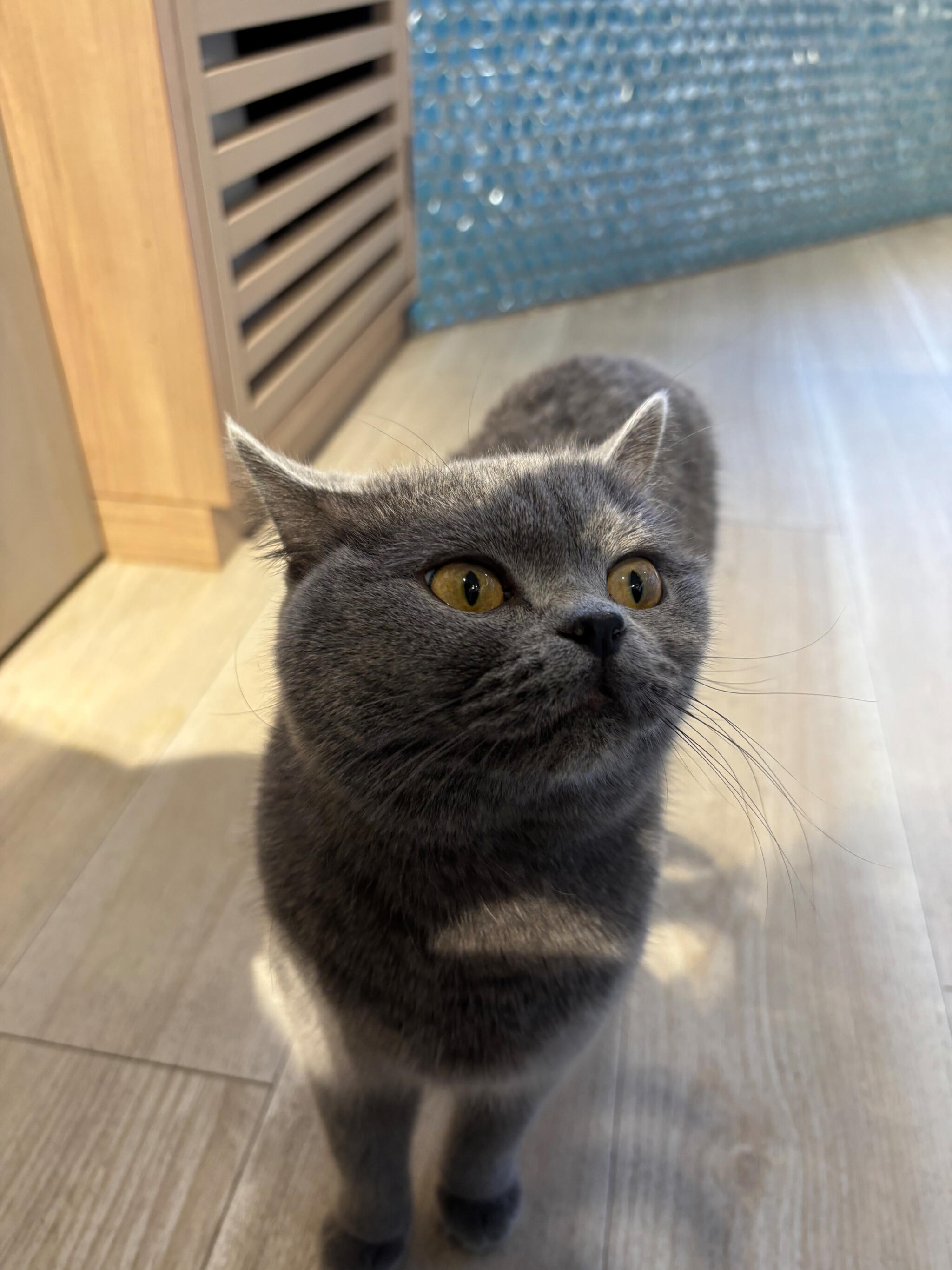 COO&RIKU 天王寺店 - 大阪市天王寺区悲田院町/ペットショップ・ペット用品店関連 | Yahoo!マップ