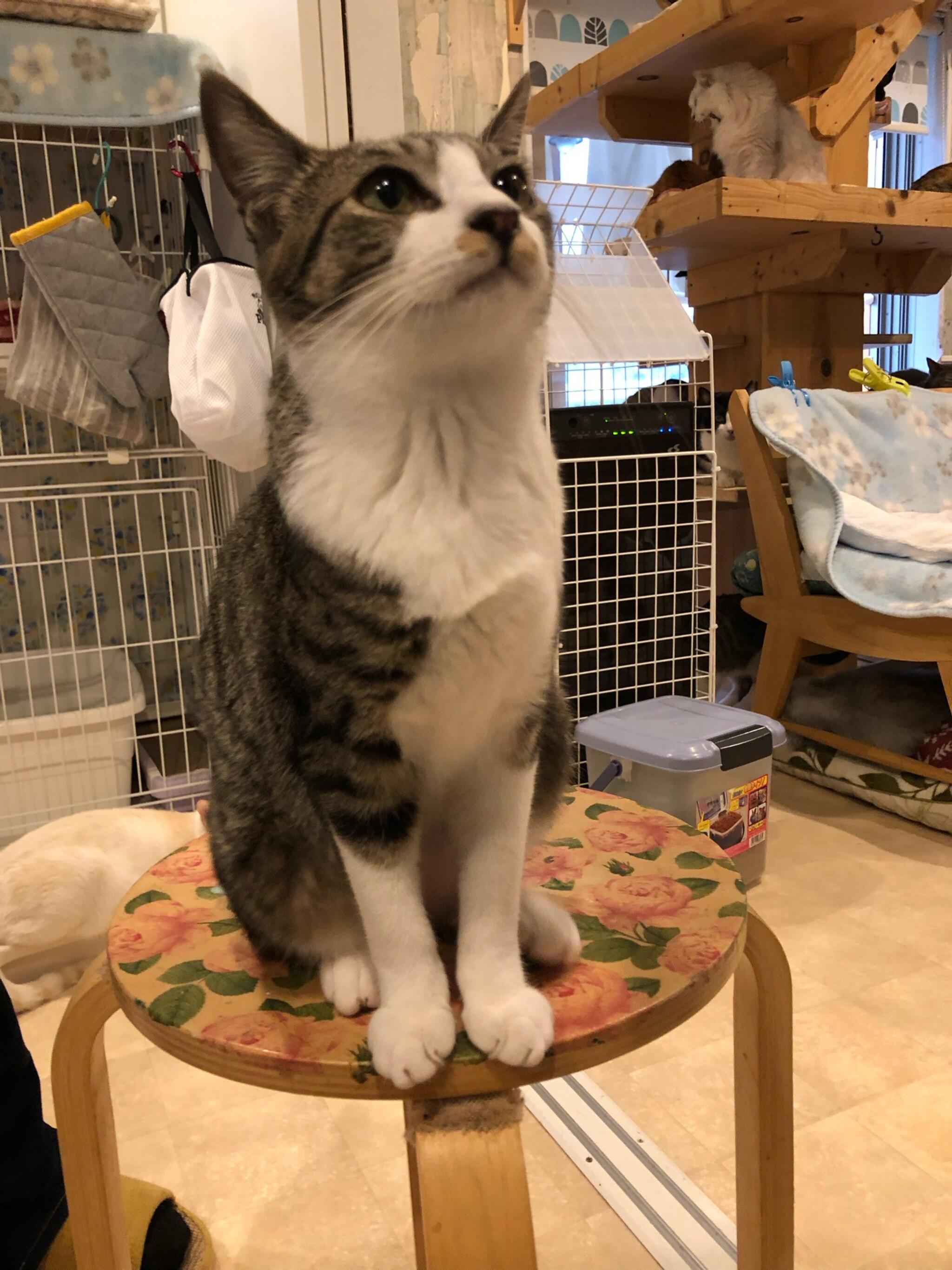 NPO法人 Happy-Wildcats(里親会 シェルター) - 蓮田市椿山/NPO | Yahoo!マップ