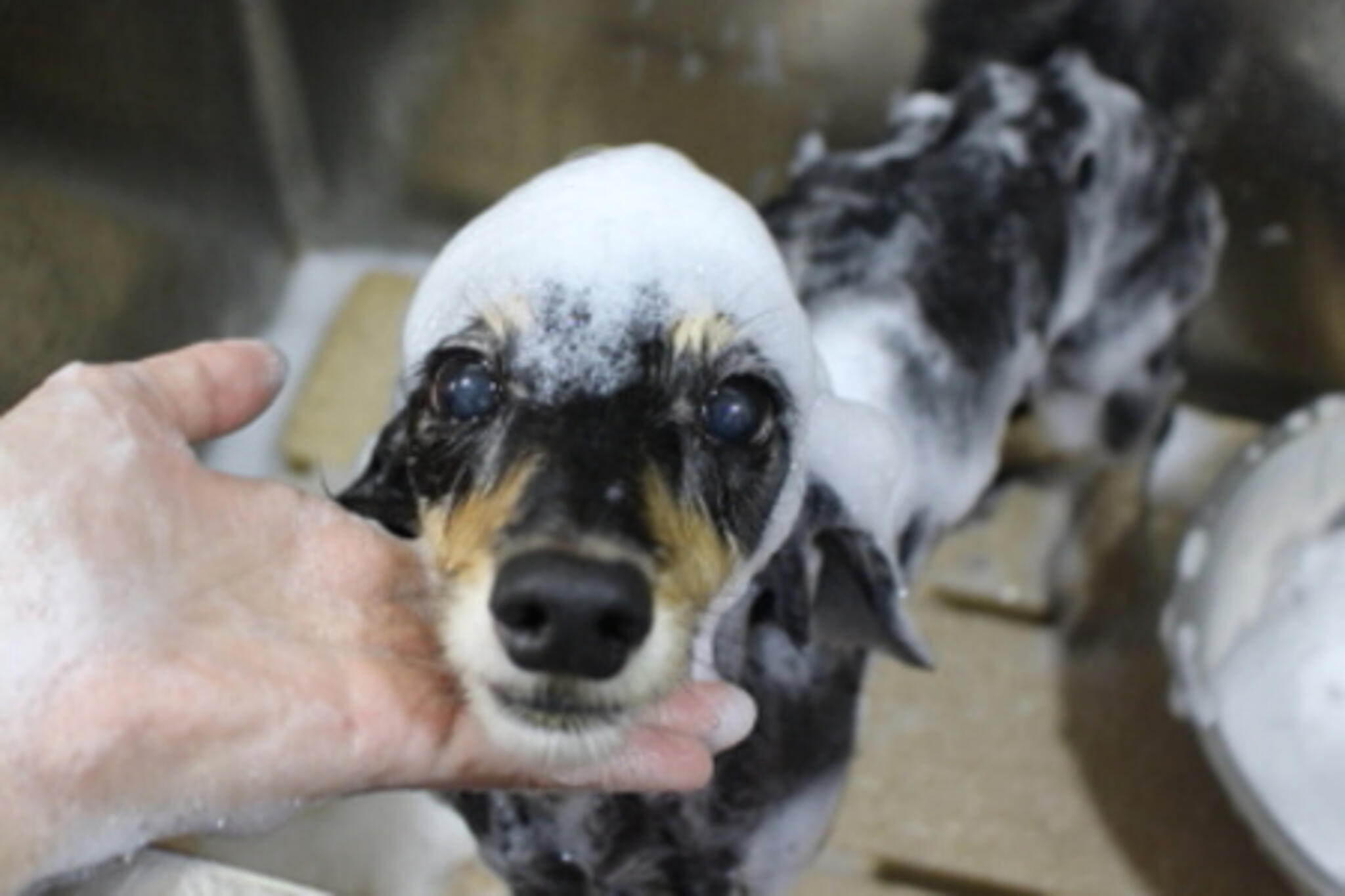 A HAPPY DOG LIFE(ホテル) - 鎌ケ谷市西道野辺/ペット関連【ネット予約OK】 | Yahoo!マップ