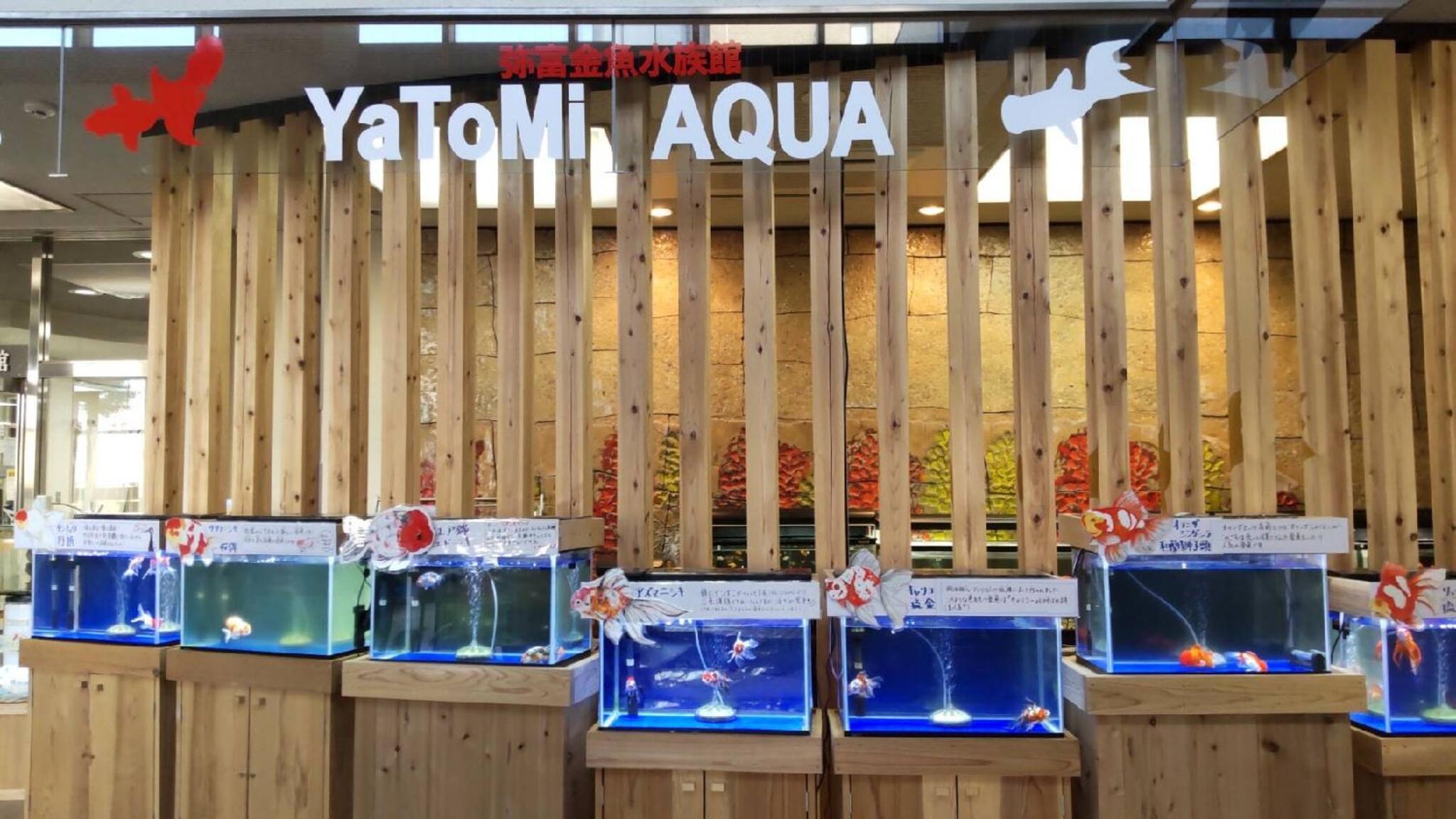 写真 : 弥富金魚水族館 YaToMi AQUA - 弥富市前ケ須町/水族館 | Yahoo!マップ