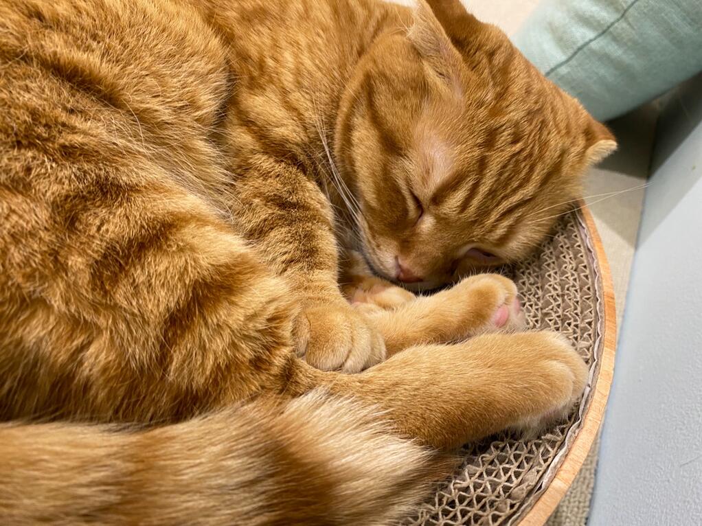 Cat Cafe MOFF 静岡PARCO店 - 静岡市葵区紺屋町/猫カフェ | Yahoo!マップ