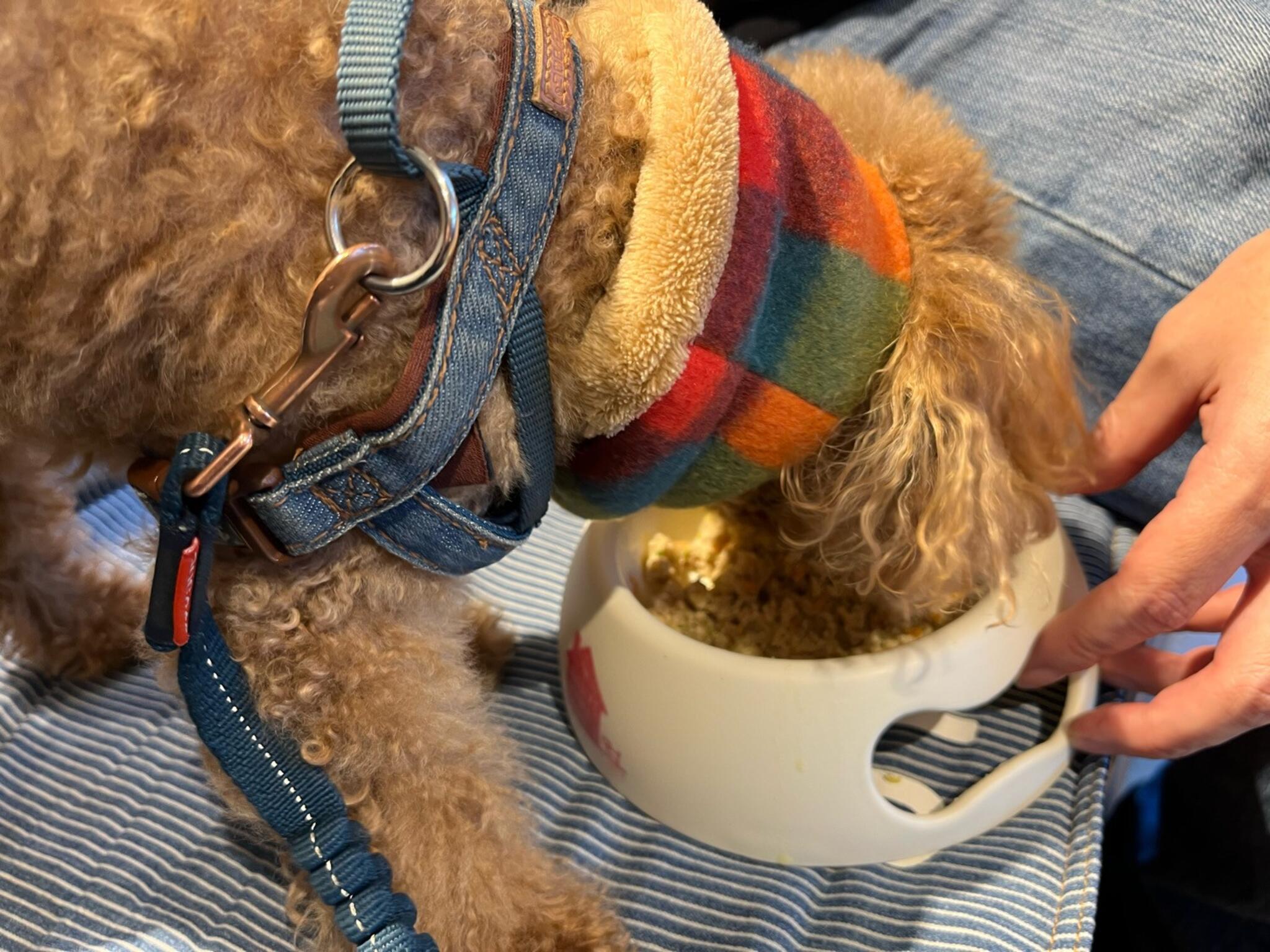 DOG DEPT GARDEN 木更津店 - 木更津市金田東/ドッグカフェ | Yahoo!マップ