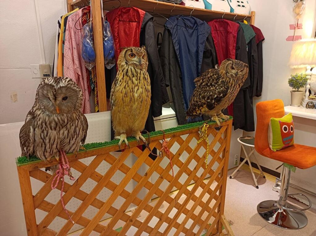 ふくろうカフェ OZ - 台東区浅草/カフェ・喫茶 | Yahoo!マップ