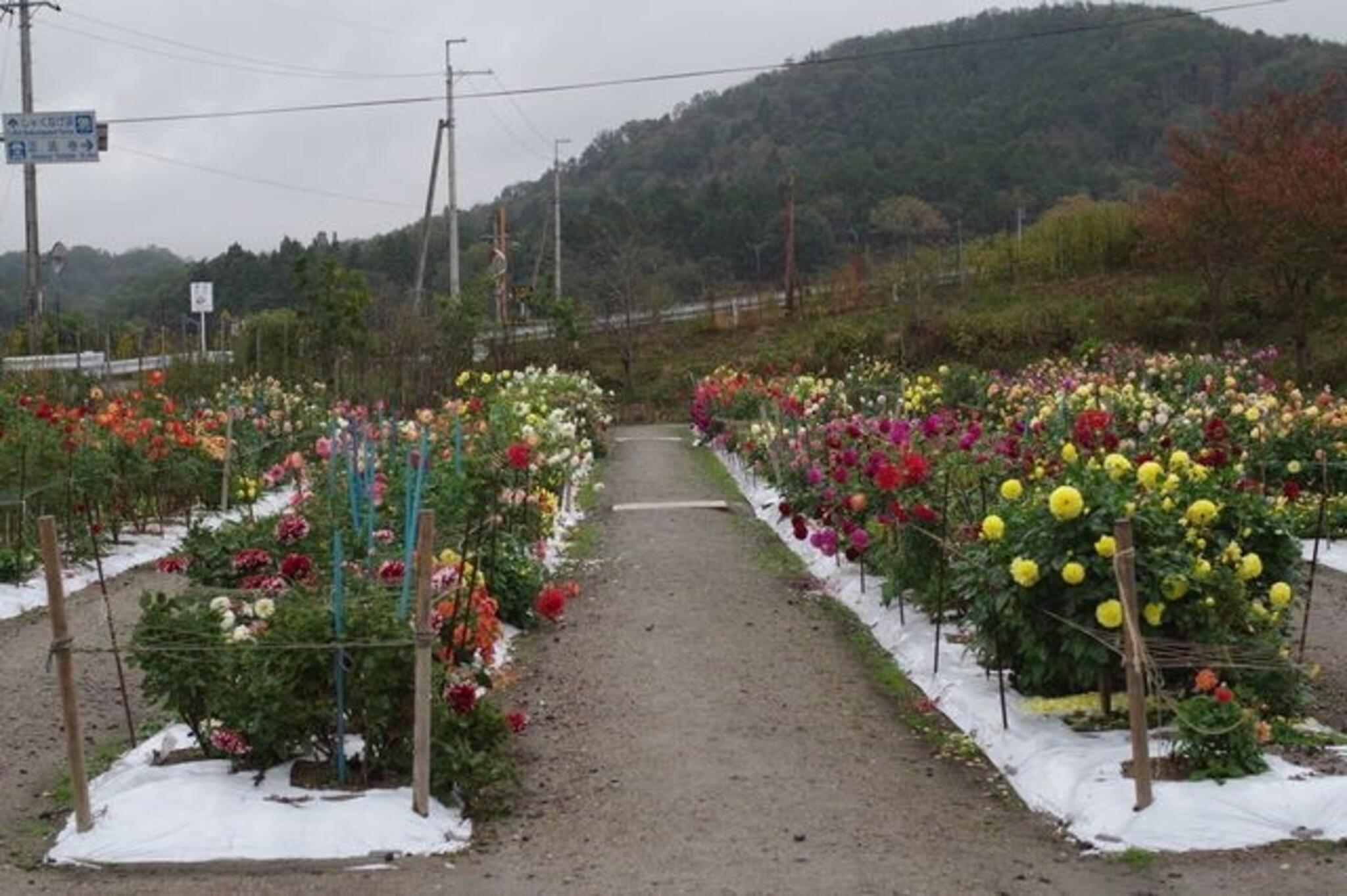 NPO法人日野ダリア園 - 蒲生郡日野町大字鎌掛/NPO | Yahoo!マップ