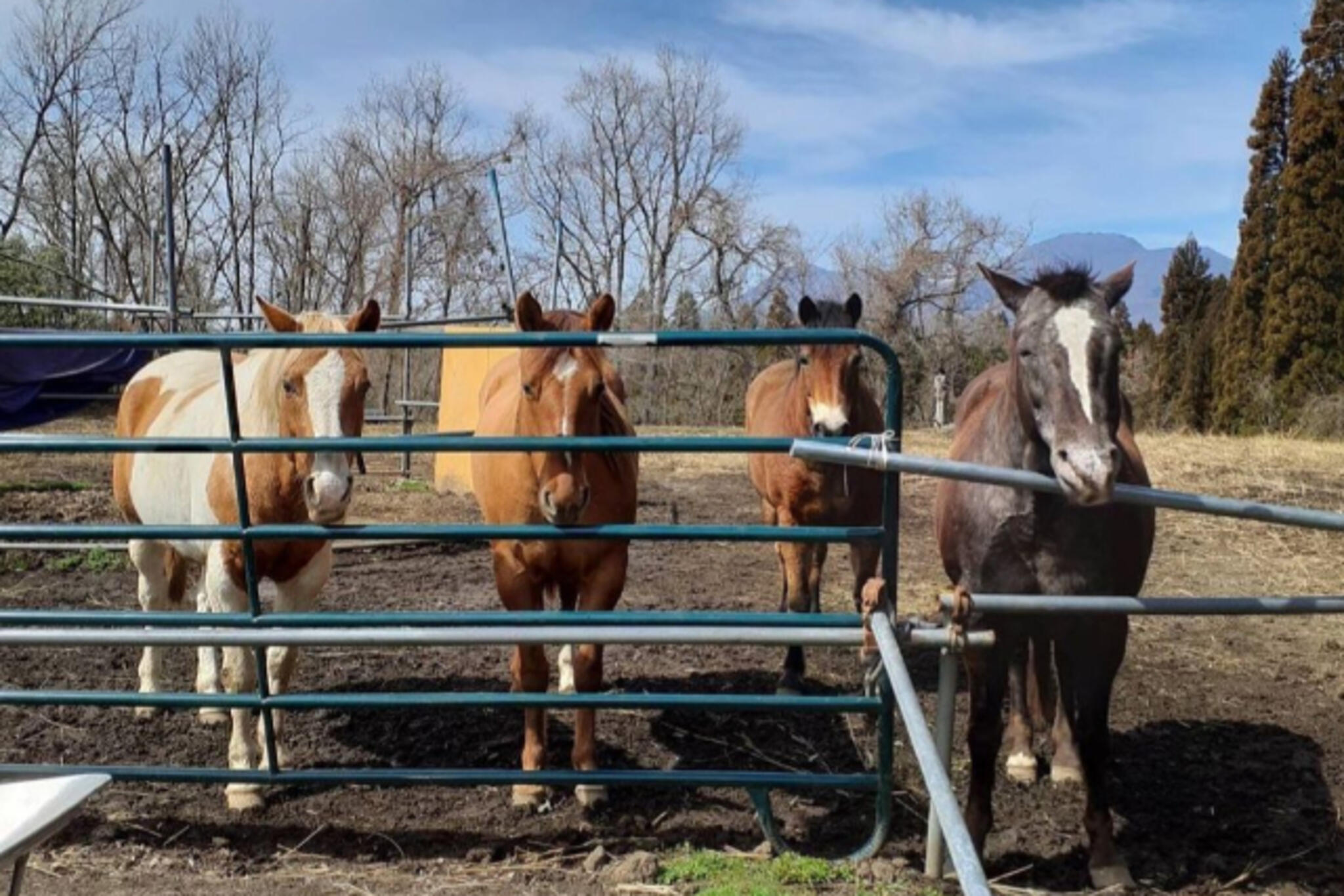Moon River Horse - 大分市大字荏隈/ | Yahoo!マップ