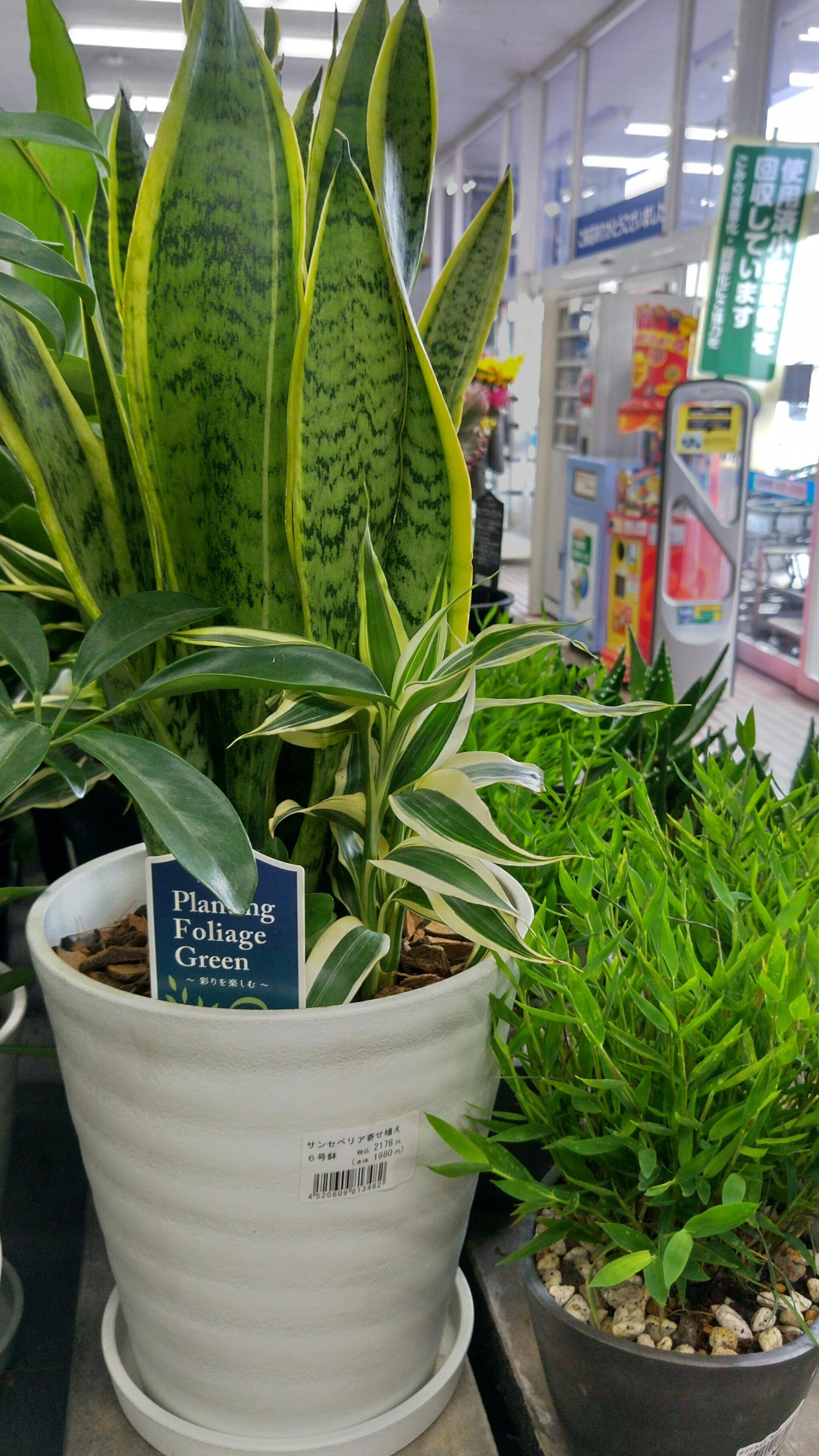 DCM 南生駒店 - 生駒市小瀬町/ホームセンター | Yahoo!マップ