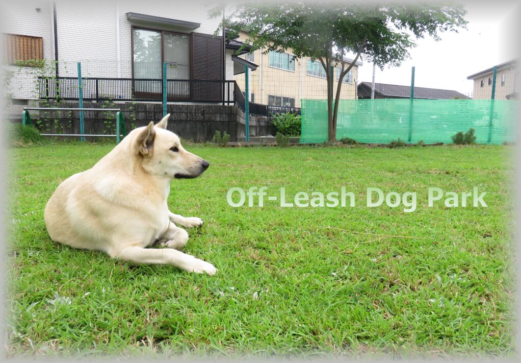 Off-Leash Dog Park - 島田市金谷東/ドッグラン | Yahoo!マップ