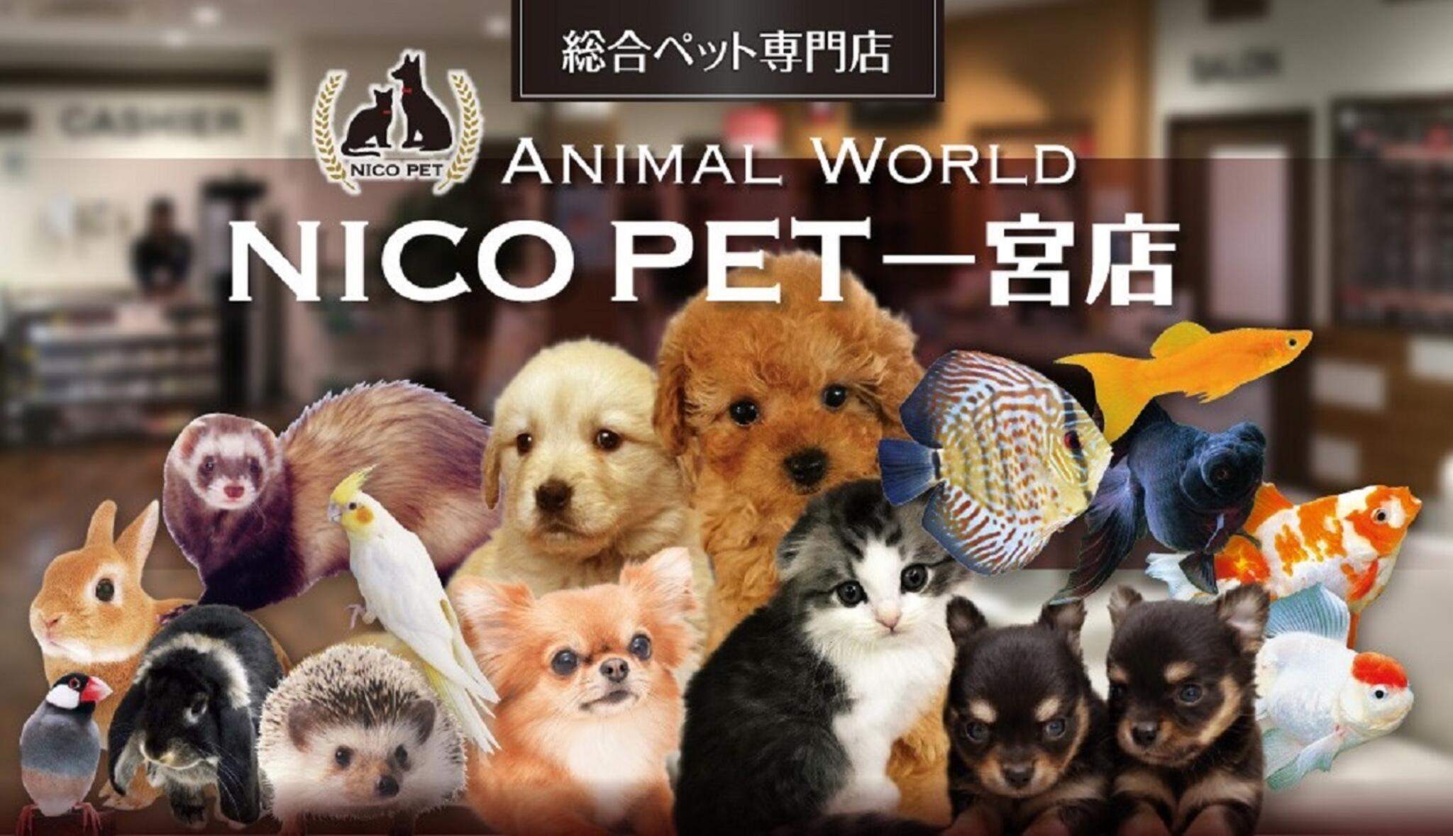 クチコミ : NICO PET（ニコペット） 一宮店 - 一宮市羽衣/ペットショップ | Yahoo!マップ