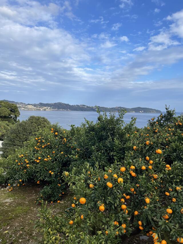 写真 : もんがわアグリパーク(みかん狩り/キウイ狩り) - 熱海市泉/果物狩り・収穫体験 | Yahoo!マップ