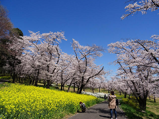 国営武蔵丘陵森林公園 花木園 - 比企郡滑川町大字山田/庭園 | Yahoo!マップ