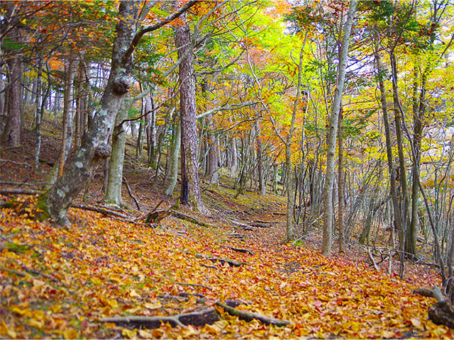 富士山スカイライン - 富士宮市山宮/道路名 | Yahoo!マップ