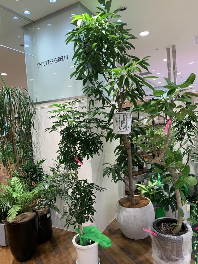 写真 : SHEL'TTER GREEN ららぽーとTOKYO-BAY店 - 船橋市浜町/小売店 | Yahoo!マップ