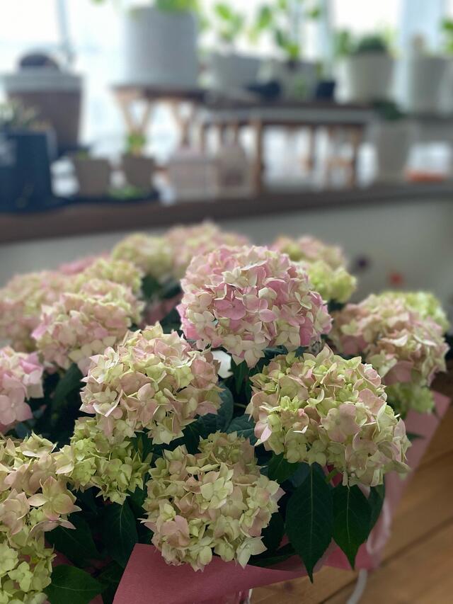 写真 : flower shop AI - 伊予郡松前町大字西高柳/小売店 | Yahoo!マップ