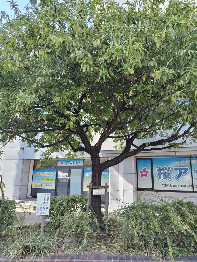 写真 : 源平桃 - 名古屋市中区松原/観光名所 | Yahoo!マップ